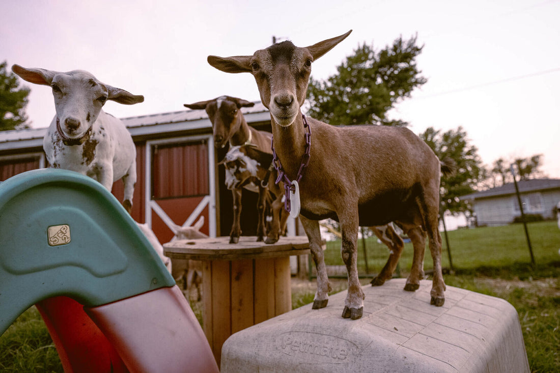 Herd FAQs – Hope Hill Farm